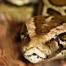 Python Auto-Pilot | The Scientist