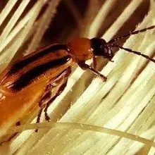 Agricultural Pest Out-Evolves GM Crop | The Scientist
