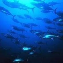 Old-School Fish Guides | The Scientist