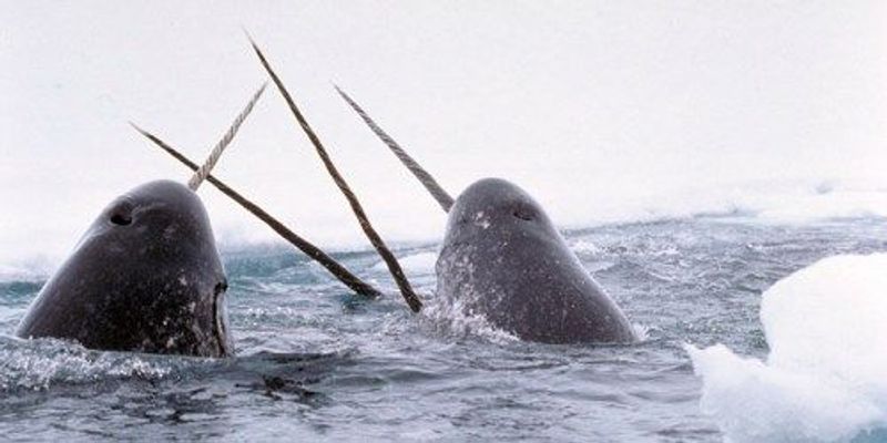 Making Sense of the Narwhal Tusk | The Scientist