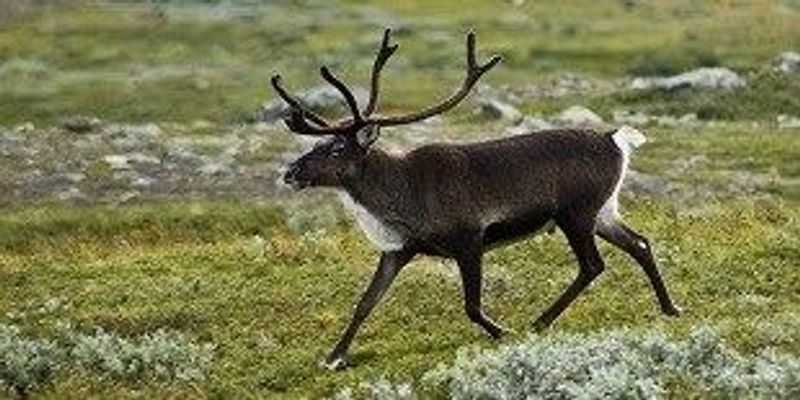 Wary Reindeer | The Scientist