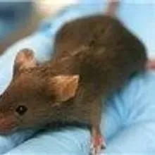 Saving Failing Hearts | The Scientist