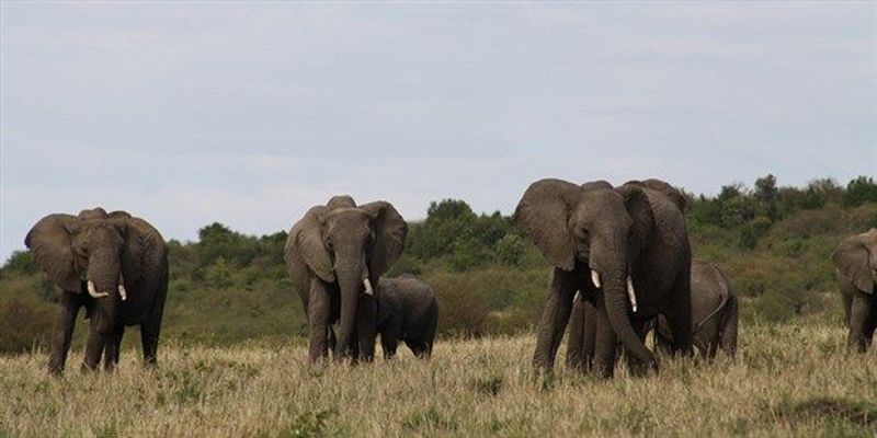 Discerning Elephants | The Scientist