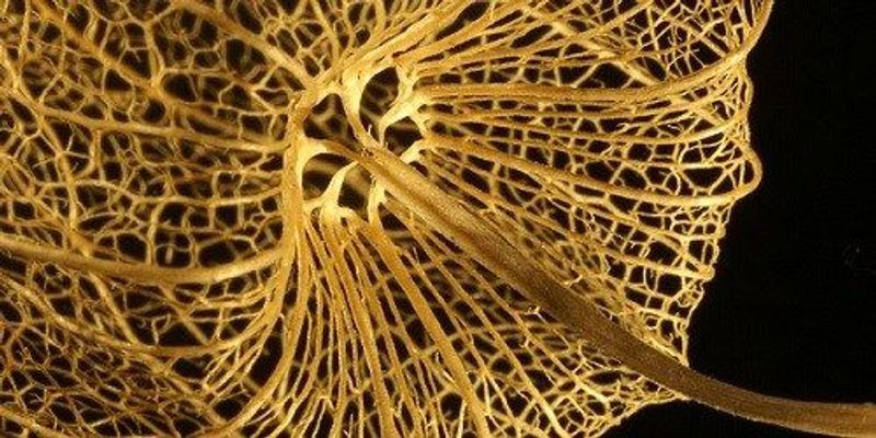 Image of the Day: Gilded Cage | The Scientist