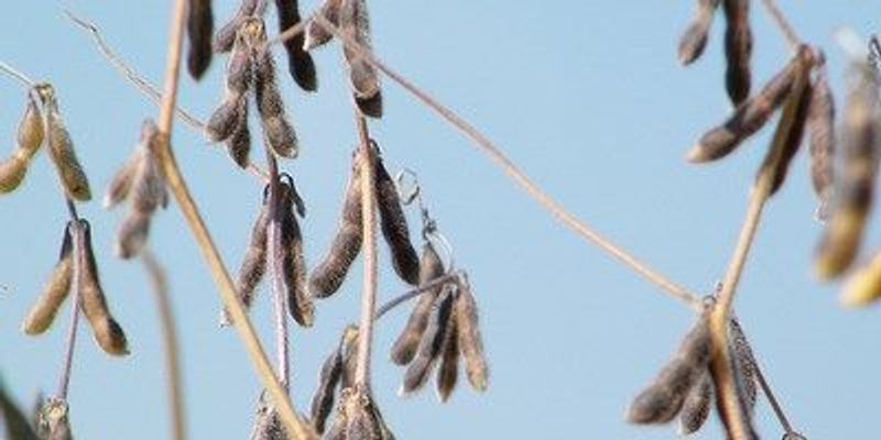 Crop Coalescence | The Scientist