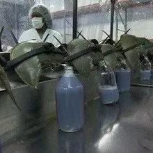 Image of the Day: Blue Bloods | The Scientist