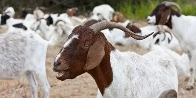 Goat Pheromone Double Whammy | The Scientist