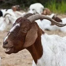 Goat Pheromone Double Whammy | The Scientist