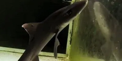 Feeding Frenzy | The Scientist