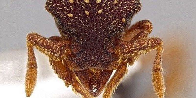 Image of the Day: Demon Ant | The Scientist