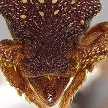 Image of the Day: Demon Ant | The Scientist