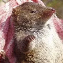 Two New Species Of Marsupials Discovered In Australia