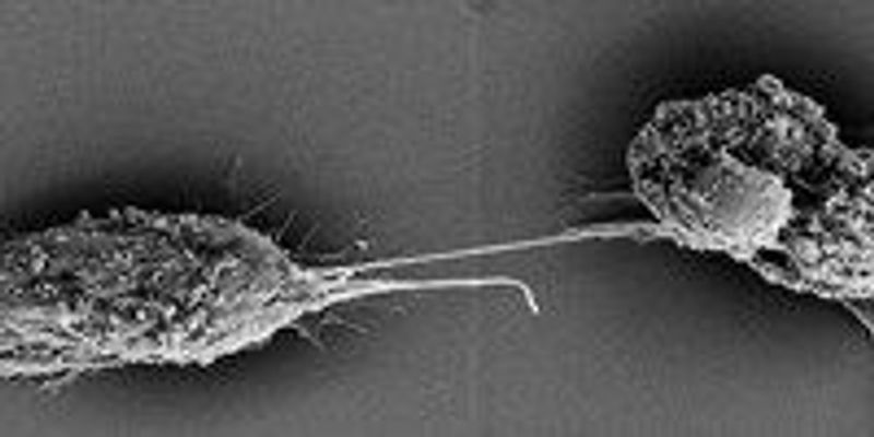 Image of the Day: Cellular Connection | The Scientist Magazine®