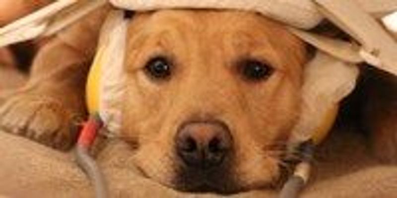Imaging the Canine Brain | The Scientist