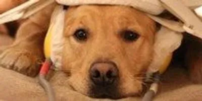 Imaging the Canine Brain | The Scientist