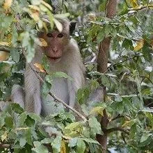 Monkey Mind Control | The Scientist