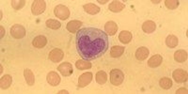 Image of the Day: Loving White Blood Cell | The Scientist
