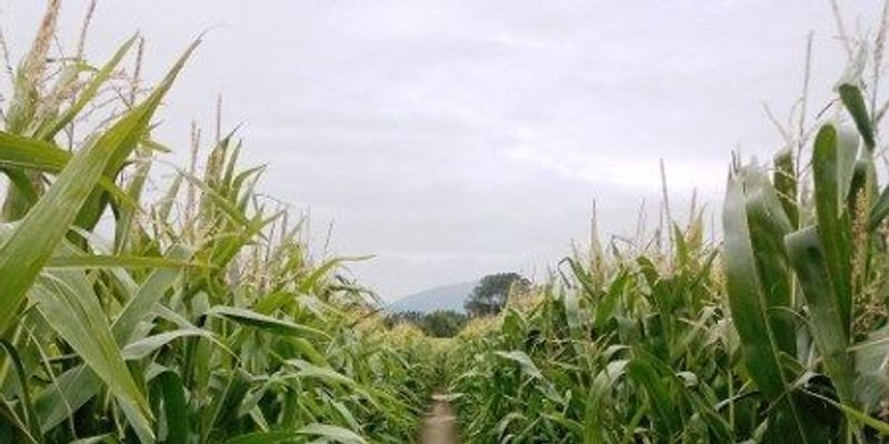 E.U. Pushes Forward With GM Corn | The Scientist