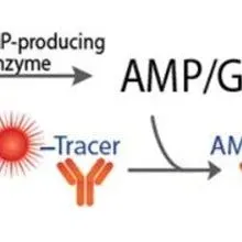 BellBrook Labs Profile | The Scientist
