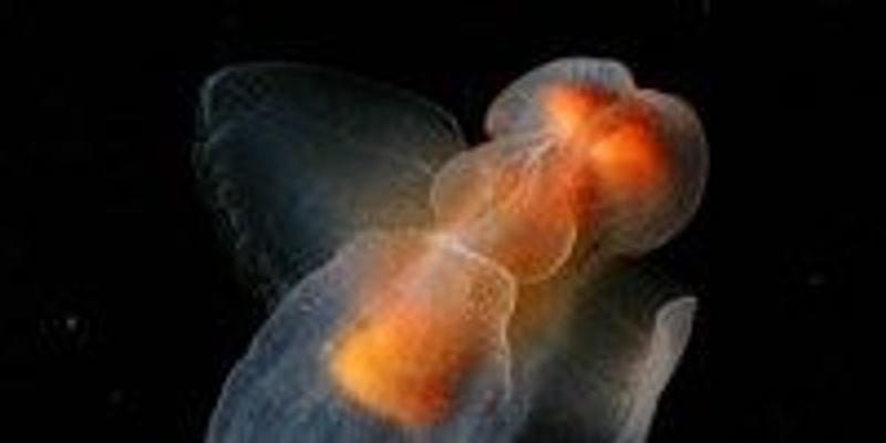 Image of the Day: Sea Angel | The Scientist