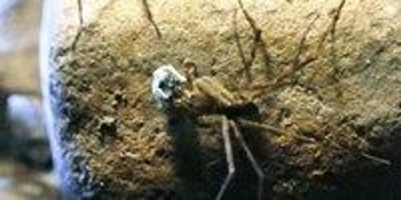 Gift-Wrapped | The Scientist