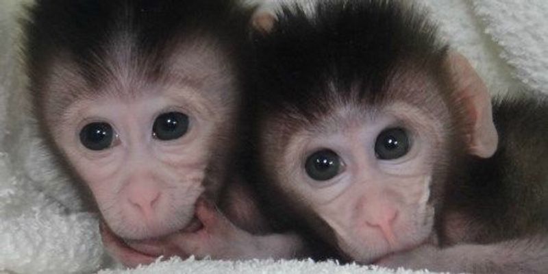 First CRISPR-Tinkered Primates Born | The Scientist
