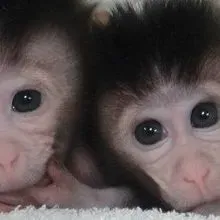 First CRISPR-Tinkered Primates Born | The Scientist