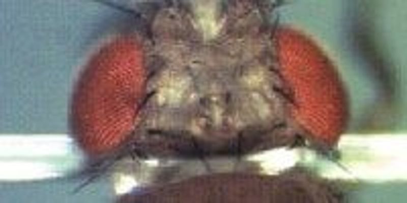 Fly on a String | The Scientist