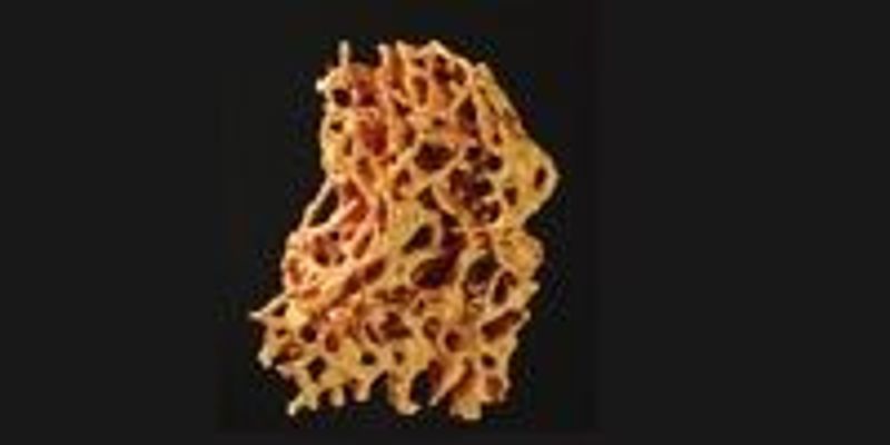 Tenacious Termites | The Scientist