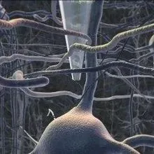 Single Neuron-Imaging Bot | The Scientist