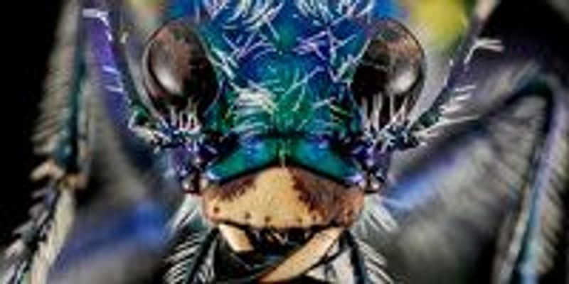 Image of the Day: Carnivorous Insect | The Scientist