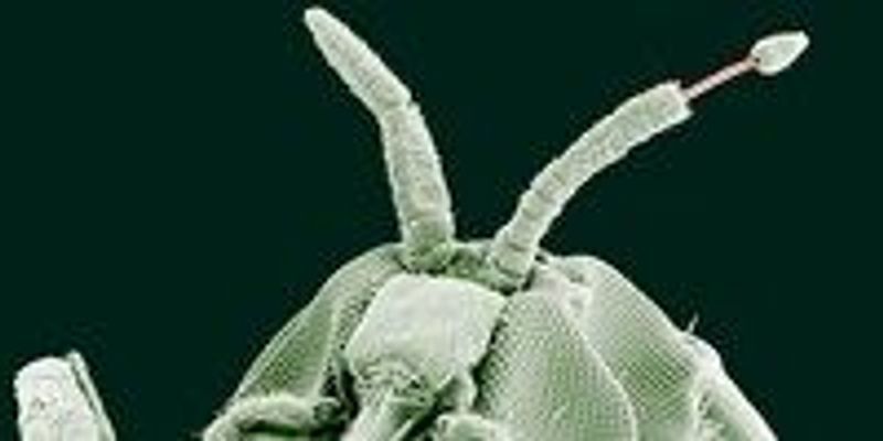 Image of the Day: Creepy Crawler | The Scientist