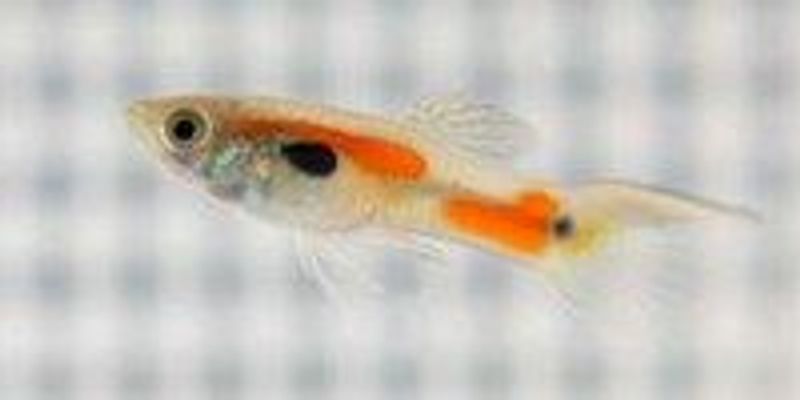 Fish of Many Colors | The Scientist