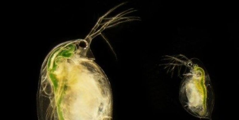 Aquatic Microfauna Eat Frog-Killing Fungus | The Scientist