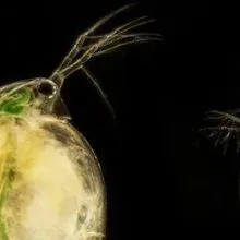 Aquatic Microfauna Eat Frog-Killing Fungus | The Scientist