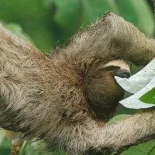 Moths Are a Sloth’s Best Friend | The Scientist