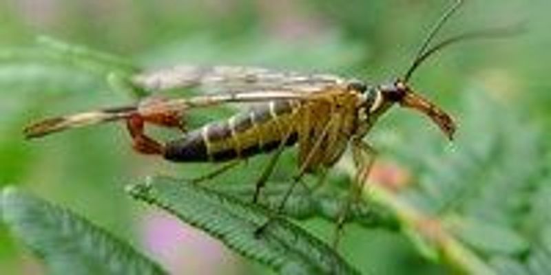 Image of the Day: Harmless Fly | The Scientist