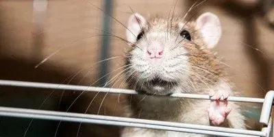 Bomb-Sniffing Rats | The Scientist