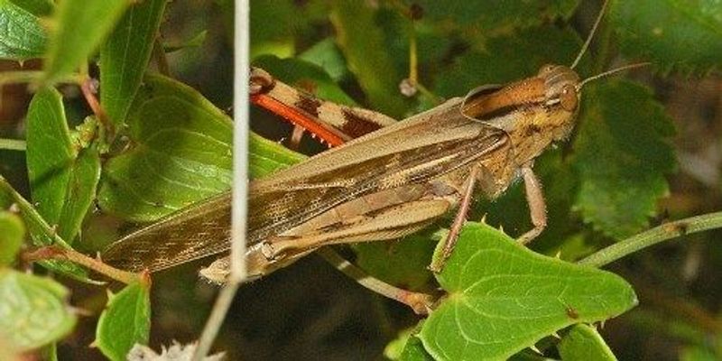 Gut Microbes Prevent Locust Swarms | The Scientist
