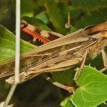Gut Microbes Prevent Locust Swarms | The Scientist