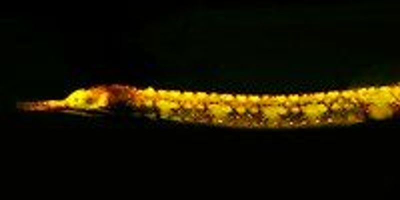 Image of the Day: Flashy Fish | The Scientist