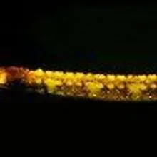 Image of the Day: Flashy Fish | The Scientist