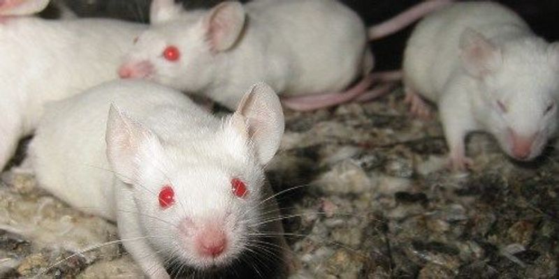 Report Card: Sharing Animal Research | The Scientist