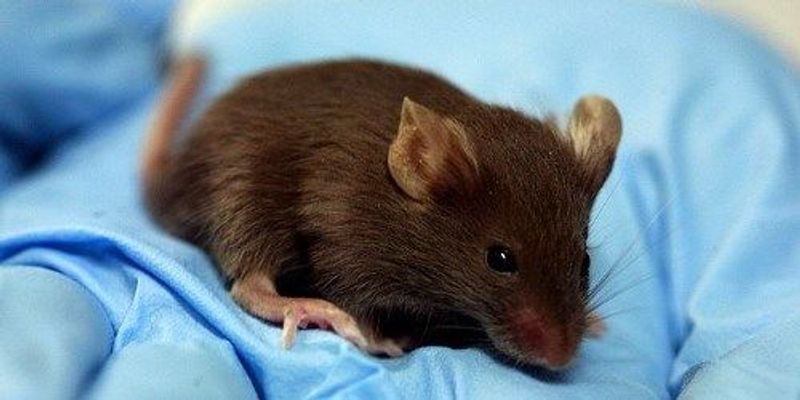 Common Lab Mice Differ | The Scientist