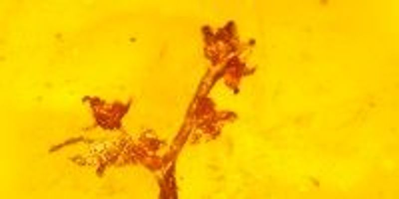 Image of the Day: Ancient Flowers | The Scientist Magazine®