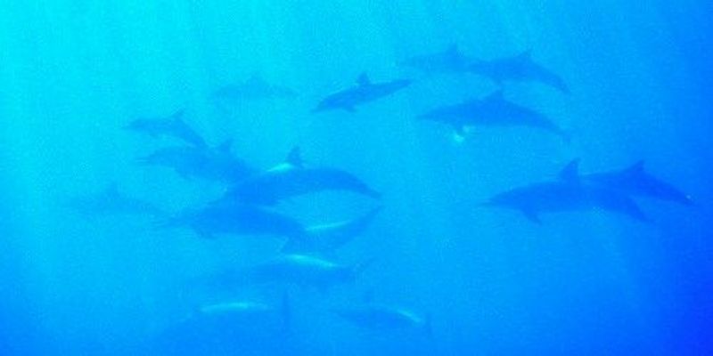 BBC Cameras Capture Dolphin High? | The Scientist