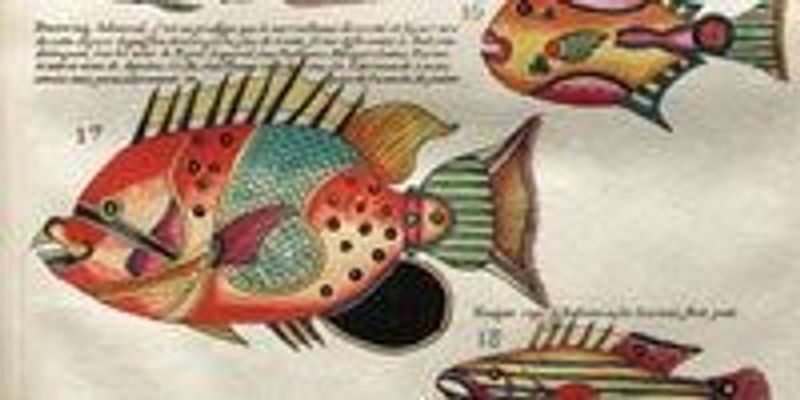 Fantastical Fish, circa 1719 | The Scientist