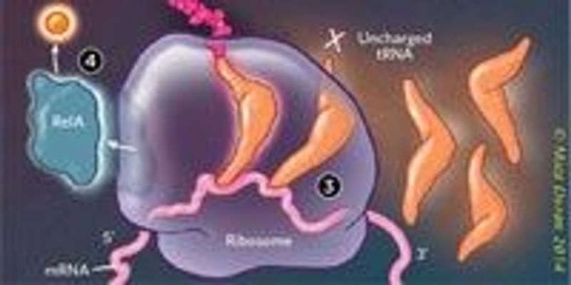 Bacterial Persisters | The Scientist