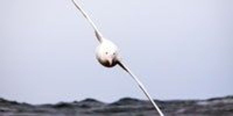 Flapless Flight | The Scientist