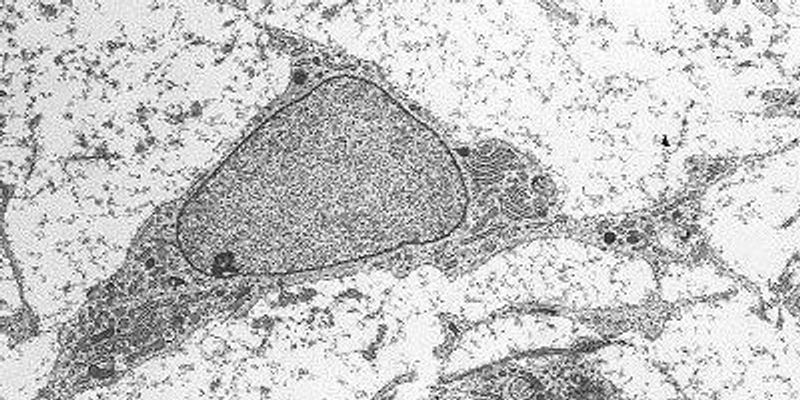 Surface Texture Influences Differentiation | The Scientist